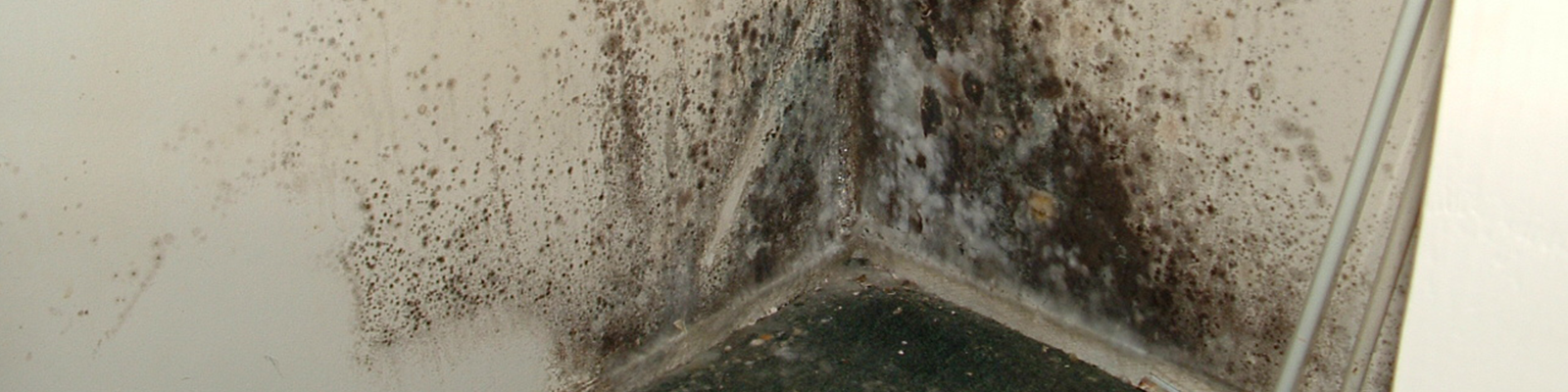 Types of Dangerous Mold in Your Home - Quality Aire